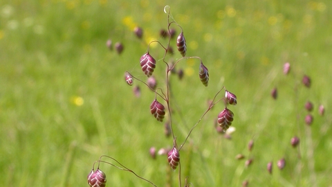 Quaking-grass | The Wildlife Trusts
