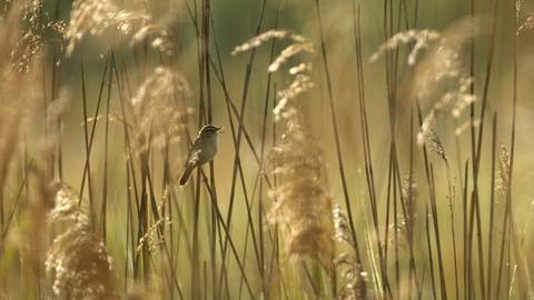 Common reed | The Wildlife Trusts