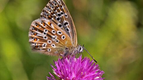 Chalkhill blue | The Wildlife Trusts