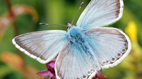 Chalkhill blue | The Wildlife Trusts