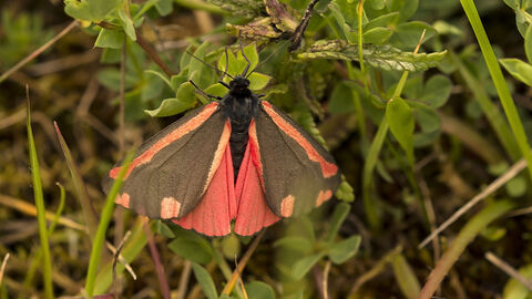 Cinnabar | The Wildlife Trusts