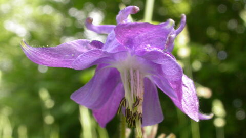 Columbine | The Wildlife Trusts