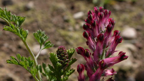 Common fumitory | The Wildlife Trusts