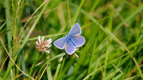 Common blue | The Wildlife Trusts