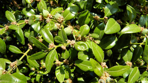 Common box | The Wildlife Trusts