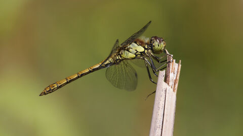Common darter | The Wildlife Trusts