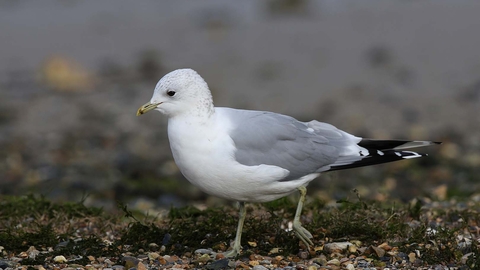 Common gull | The Wildlife Trusts