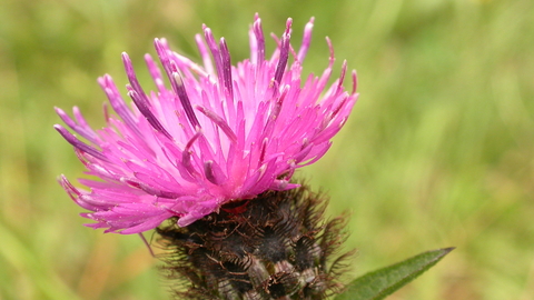 Common knapweed | The Wildlife Trusts