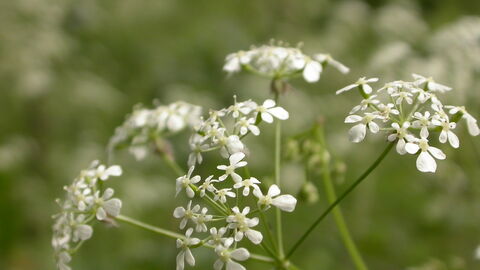 Cow parsley | The Wildlife Trusts