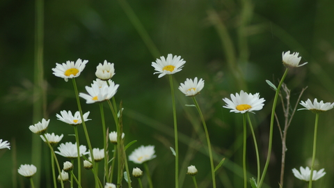 Common daisy | The Wildlife Trusts