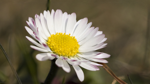 Common daisy | The Wildlife Trusts