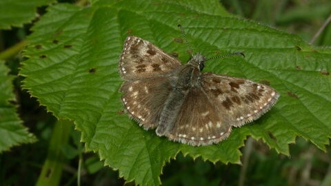 Dingy skipper | The Wildlife Trusts