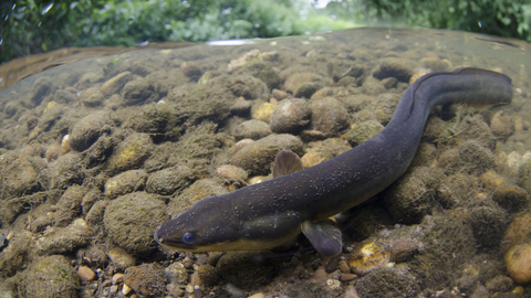 Eel | The Wildlife Trusts