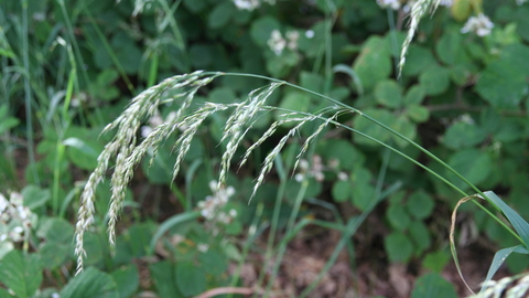 False oat-grass | The Wildlife Trusts