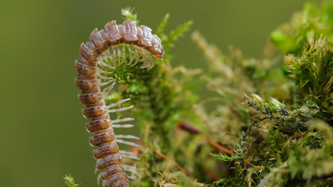 Flat-backed millipede | The Wildlife Trusts