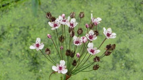 Flowering rush | The Wildlife Trusts