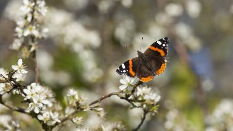 Red admiral | The Wildlife Trusts