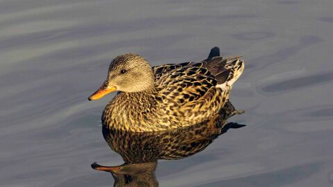 Gadwall | The Wildlife Trusts