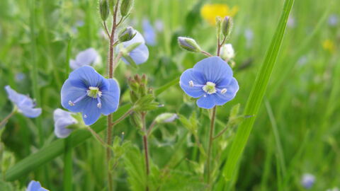 Germander speedwell | The Wildlife Trusts