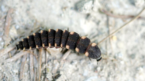 Glow-worm | The Wildlife Trusts
