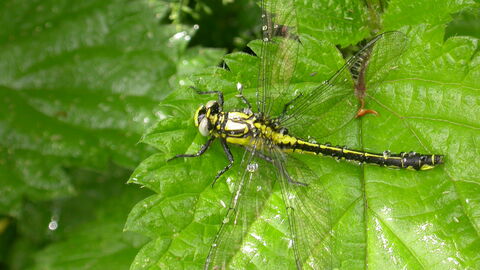 Common clubtail | The Wildlife Trusts