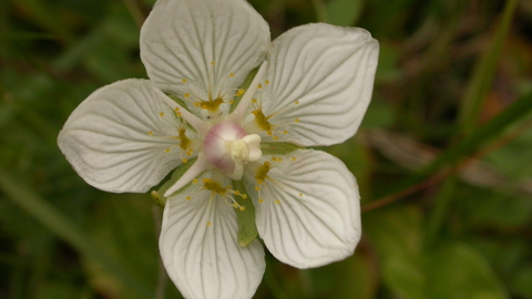 Grass-of-parnassus | The Wildlife Trusts