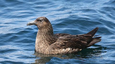 Great skua | The Wildlife Trusts