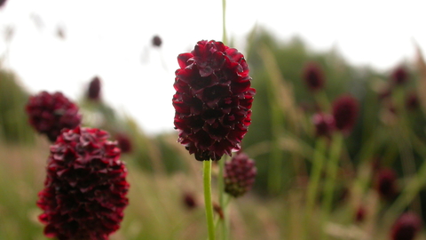 Great burnet | The Wildlife Trusts