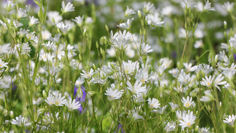 Greater stitchwort | The Wildlife Trusts