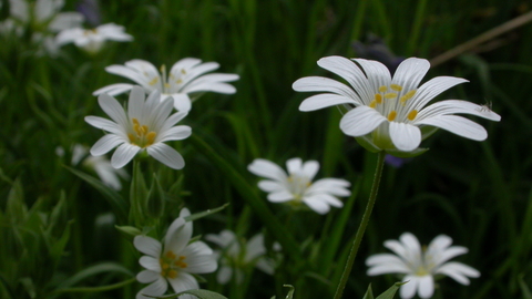 Greater stitchwort | The Wildlife Trusts