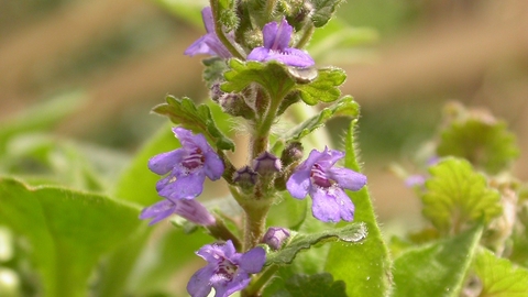 Ground-ivy | The Wildlife Trusts