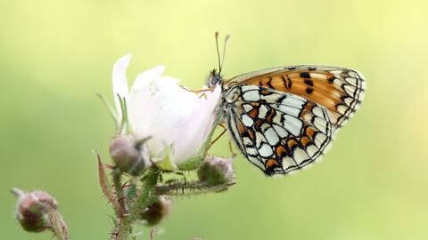 Heath fritillary | The Wildlife Trusts