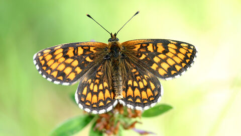Heath fritillary | The Wildlife Trusts