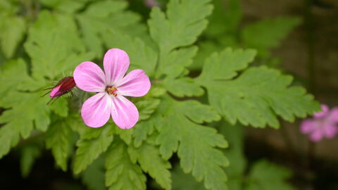 Herb-robert | The Wildlife Trusts