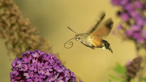 Hummingbird hawk-moth | The Wildlife Trusts