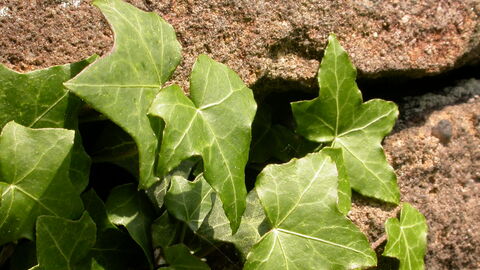 Ivy | The Wildlife Trusts