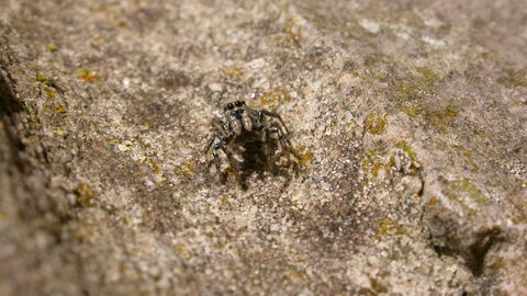 Zebra spider | The Wildlife Trusts