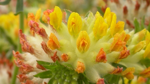 Kidney vetch | The Wildlife Trusts