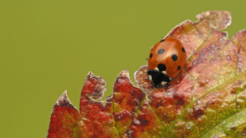 7-spot ladybird | The Wildlife Trusts