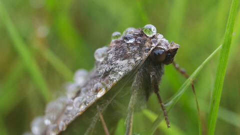 Large yellow underwing | The Wildlife Trusts
