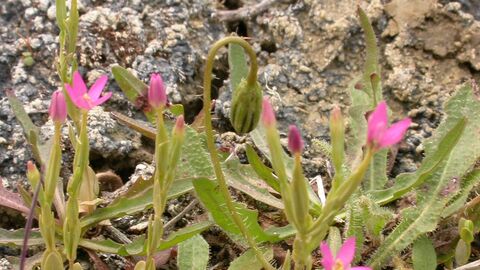 Lesser centaury | The Wildlife Trusts