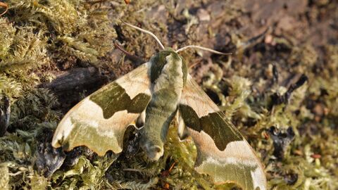 Lime hawk-moth | The Wildlife Trusts