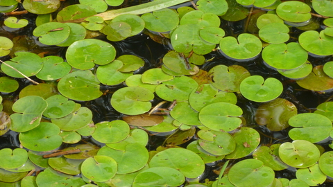 Frogbit | The Wildlife Trusts