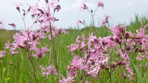 Ragged-robin | The Wildlife Trusts