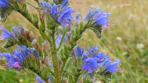 Viper's-bugloss | The Wildlife Trusts