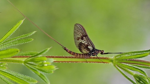 Common mayfly | The Wildlife Trusts