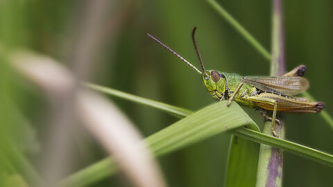 Meadow grasshopper | The Wildlife Trusts