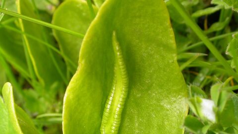Adder's-tongue fern | The Wildlife Trusts