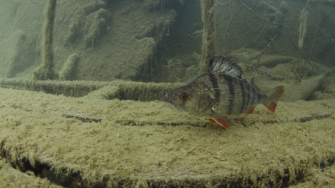 Perch | The Wildlife Trusts