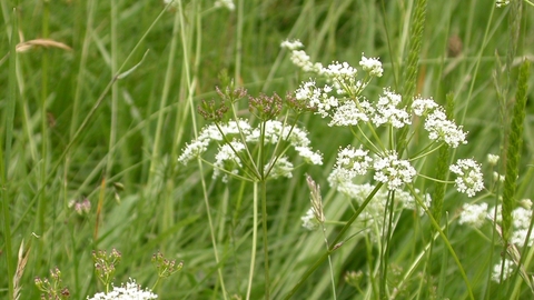 Pignut | The Wildlife Trusts